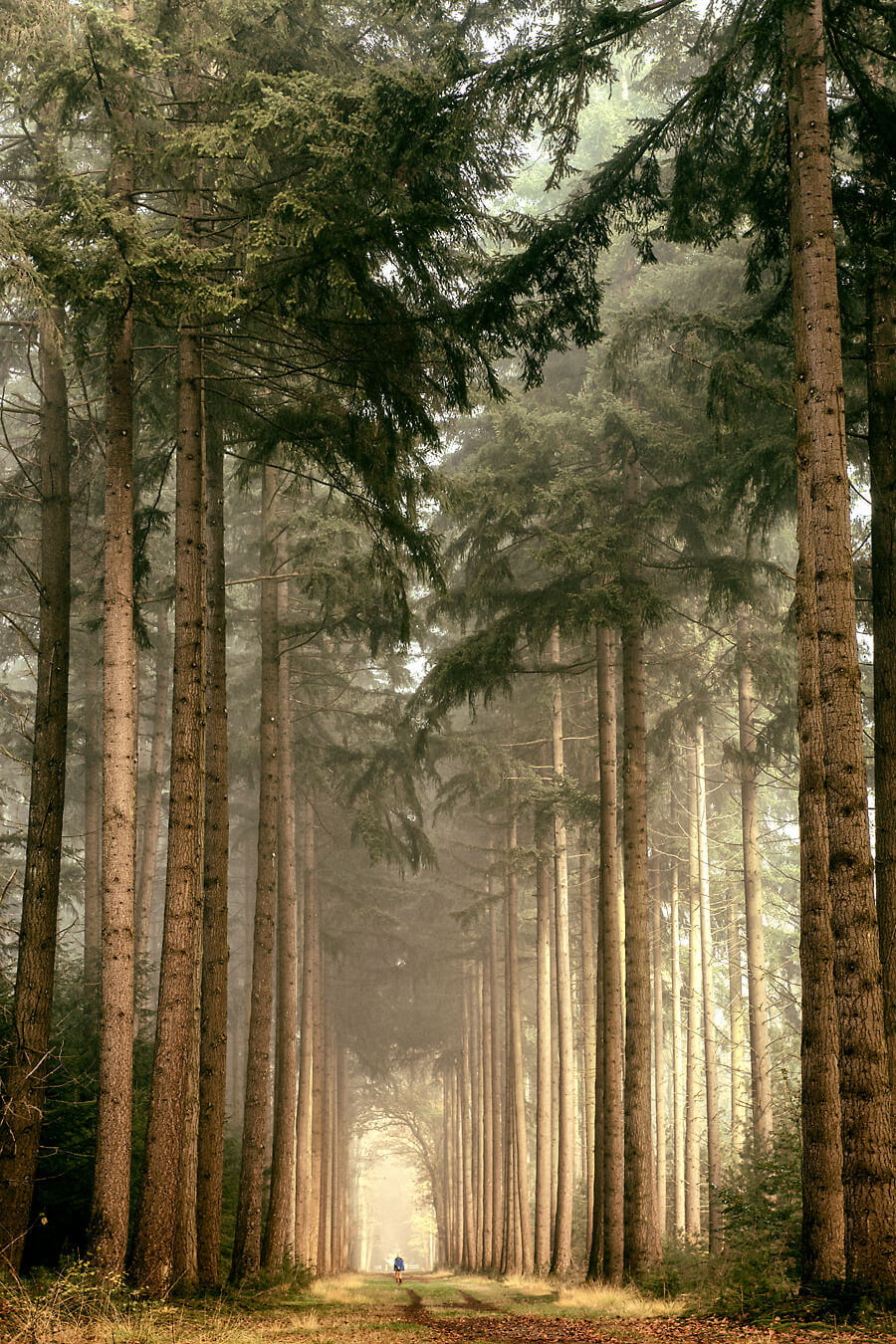 Tall Trees — Lars van de Goor